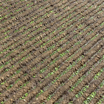 Farm Terrain Textures Pack 3 - 3D Texture by 32cm