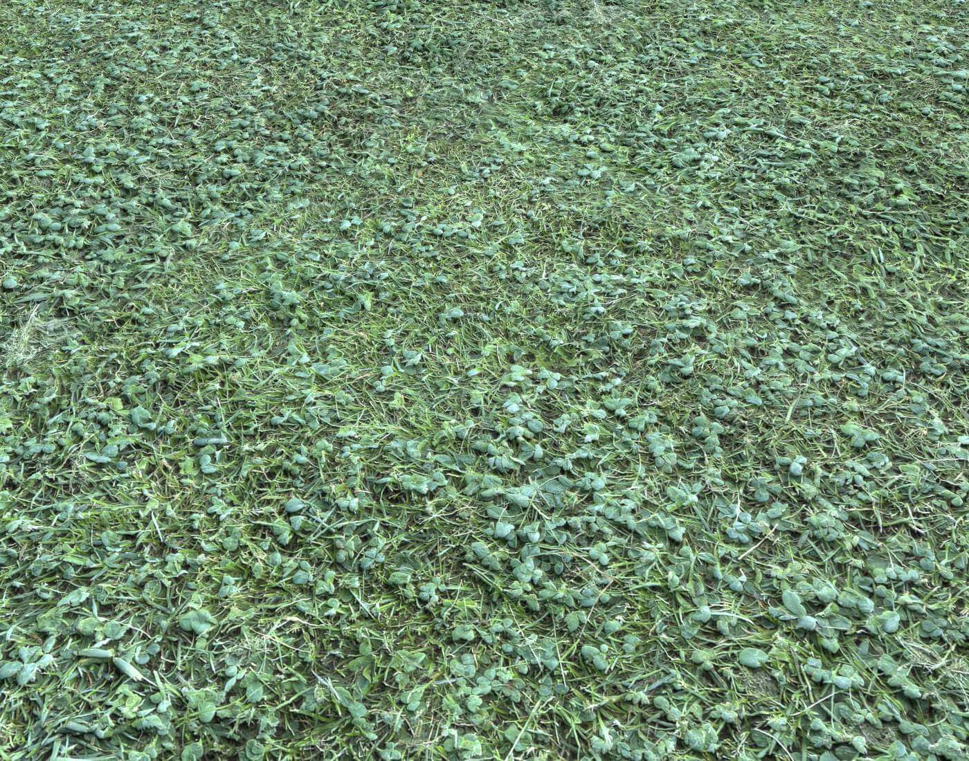 Forest Terrain Pack 25 - 3D Texture by 32cm