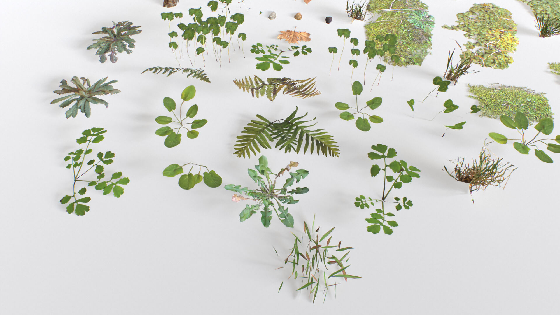 Ground Cover Foliage - 3D Model by 32cm