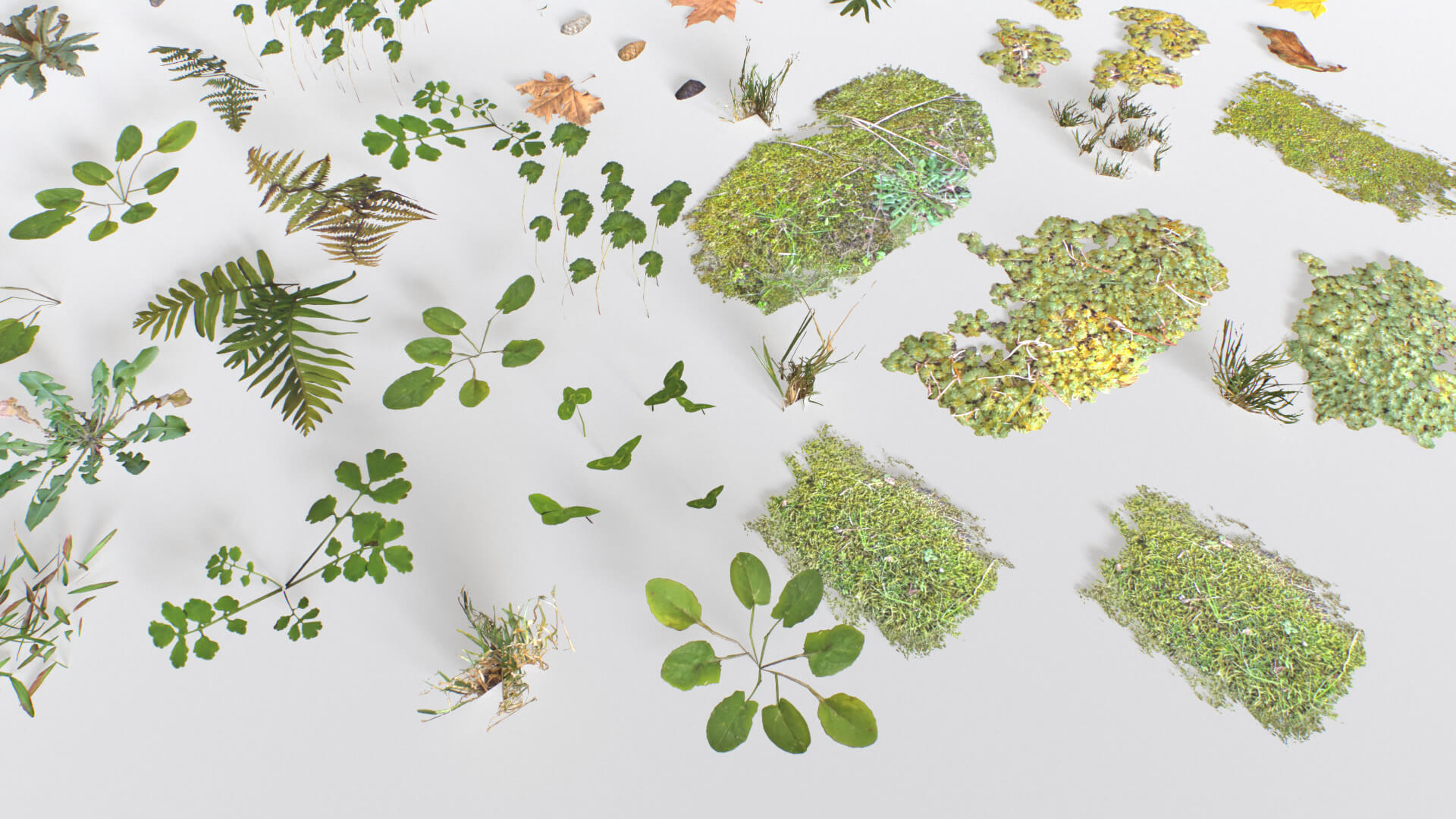 Ground Cover Foliage - 3D Model by 32cm