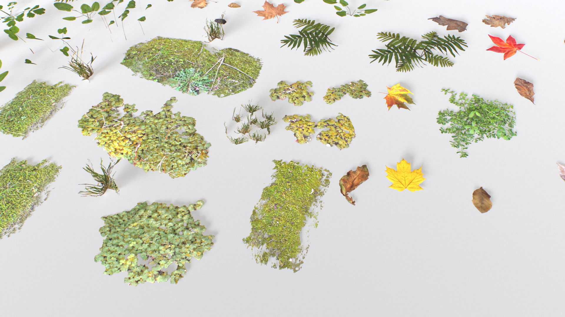 Ground Cover Foliage - 3D Model by 32cm