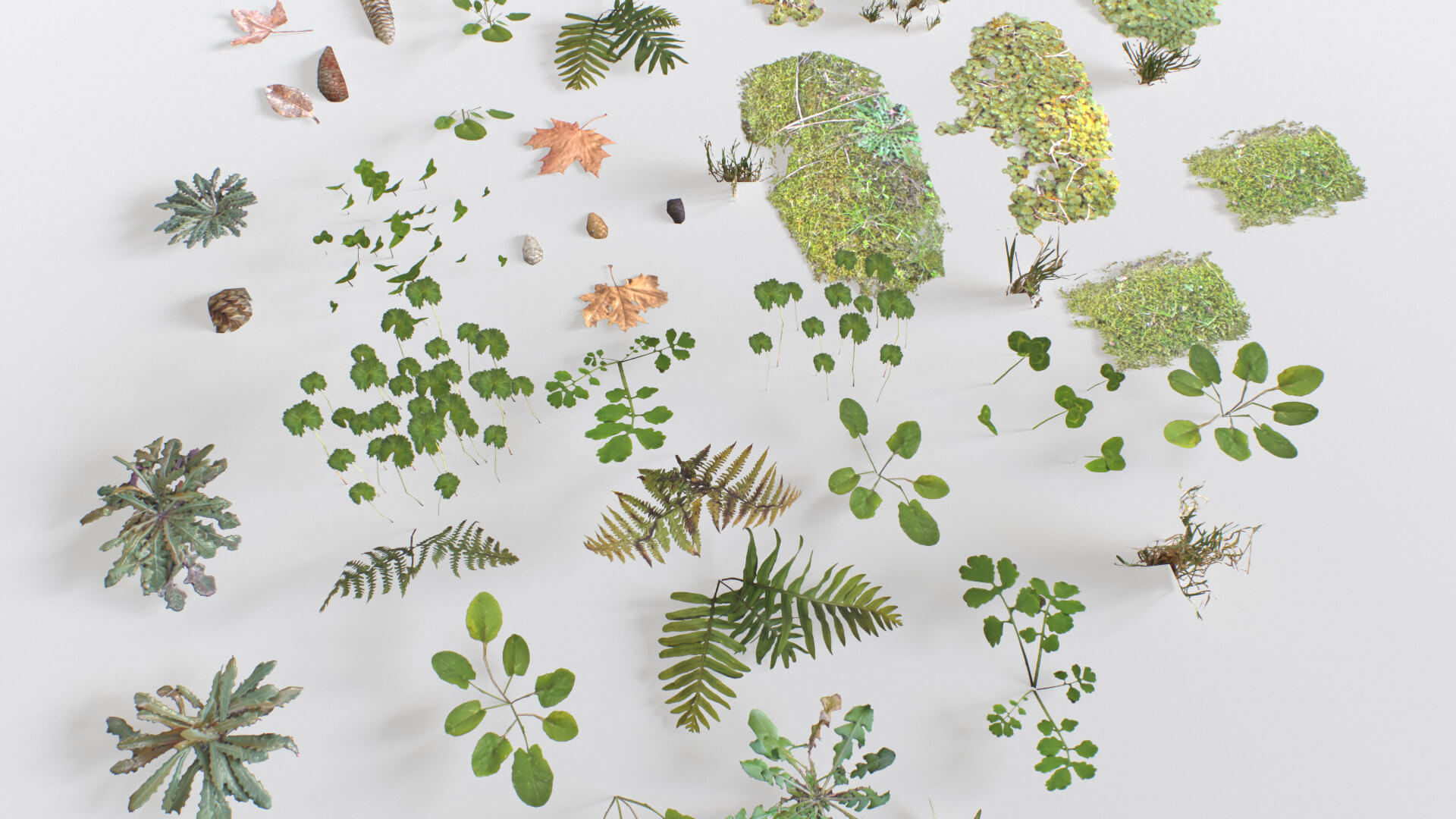 Ground Cover Foliage - 3D Model by 32cm