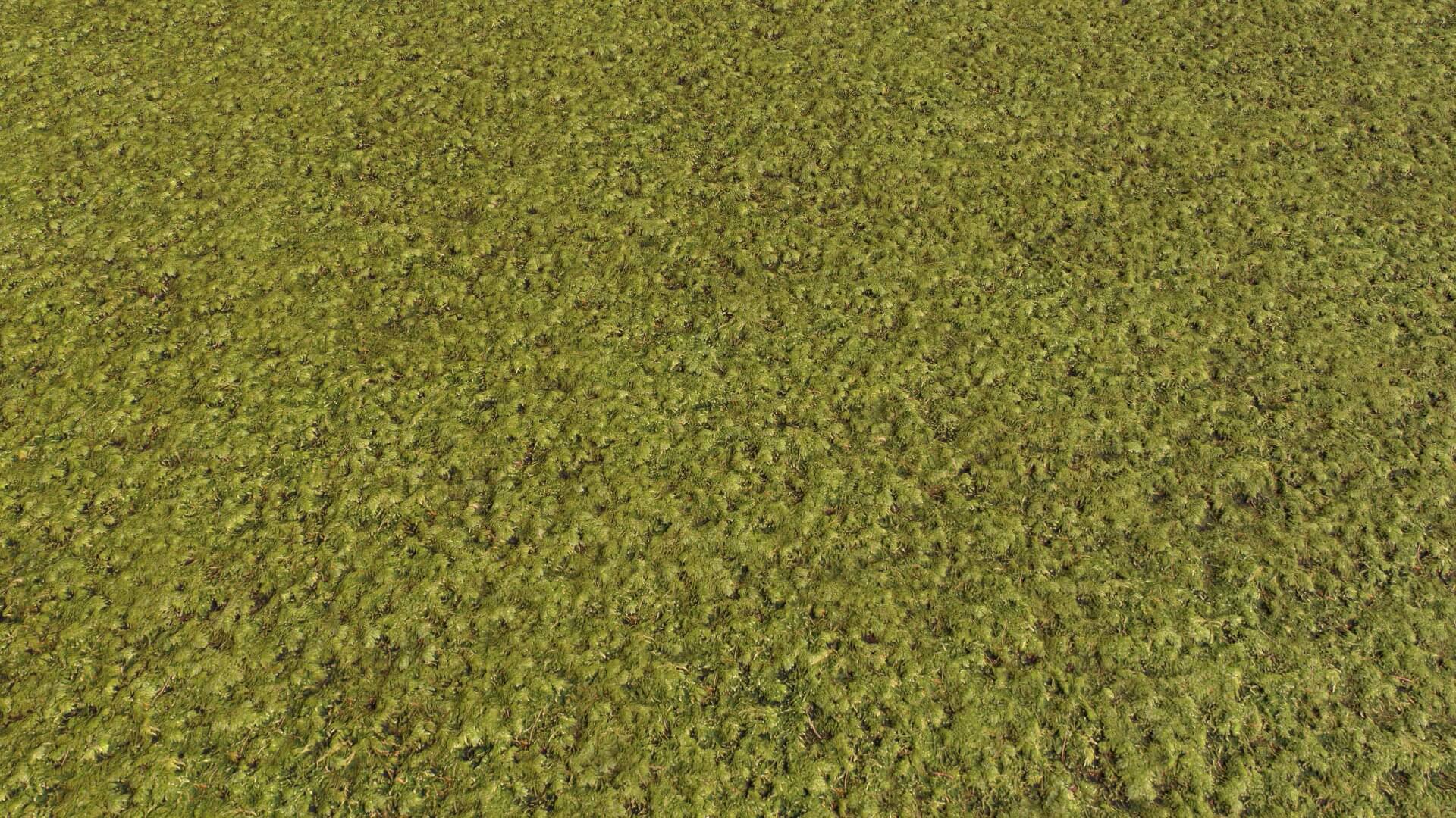 Moss Pack 1 - 3D Texture by 32cm