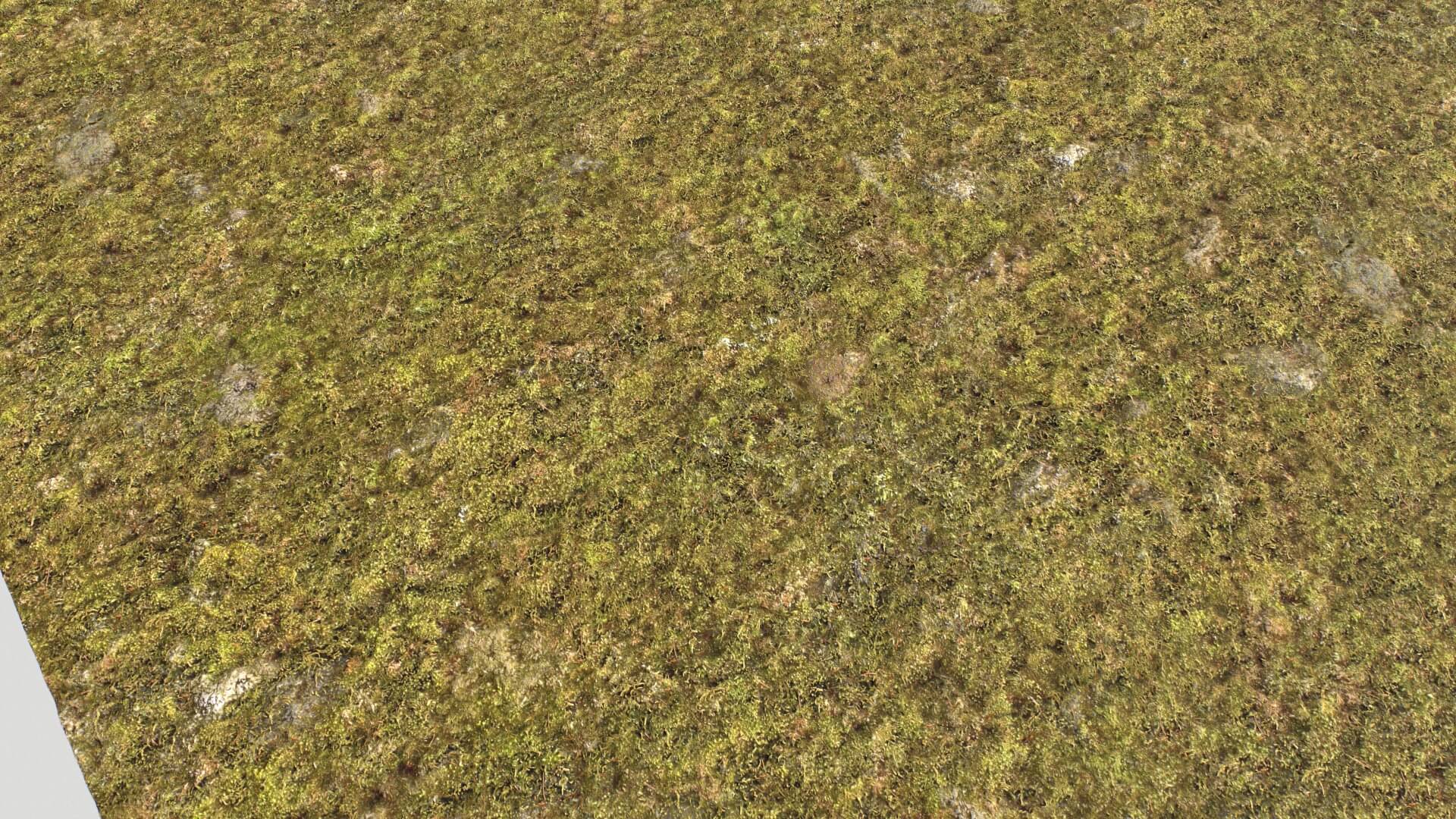 Moss Pack 1 - 3D Texture by 32cm