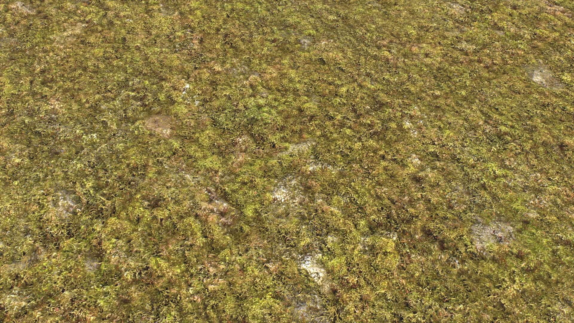Moss Texture Tileable