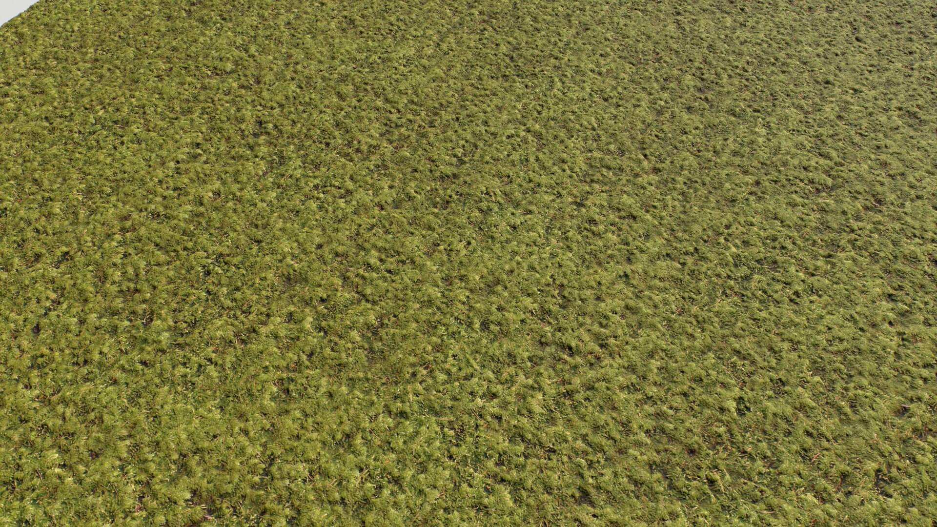 Moss Pack 1 - 3D Texture by 32cm