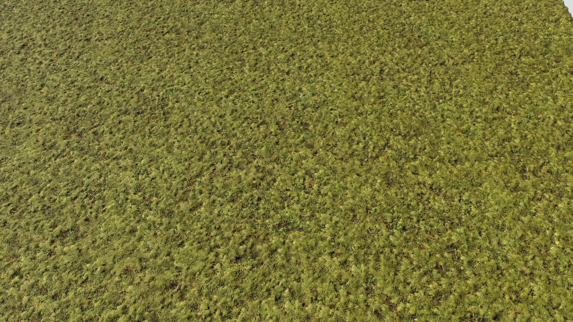 Moss Pack 1 - 3D Texture by 32cm