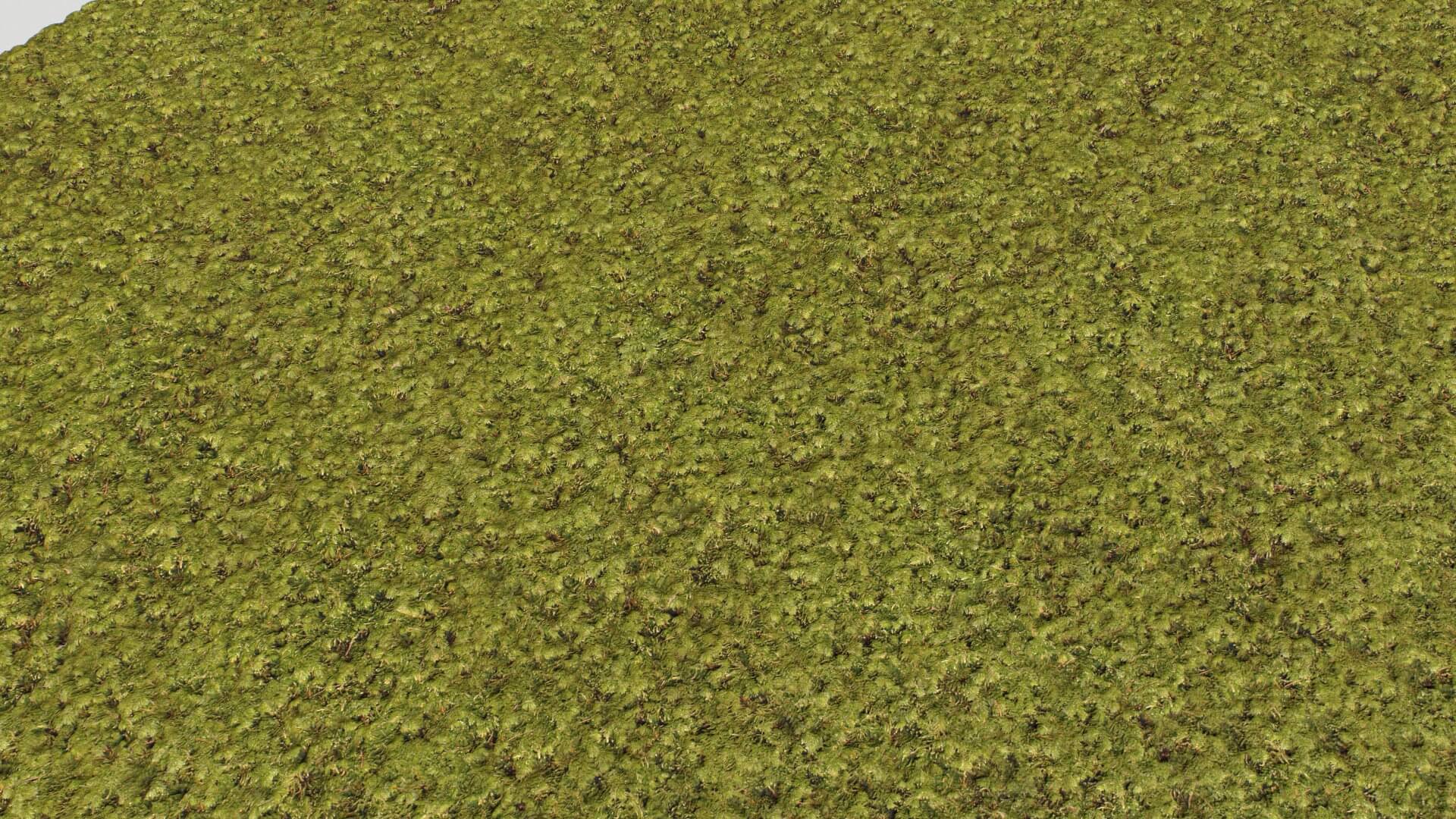 Moss Pack 1 - 3D Texture by 32cm