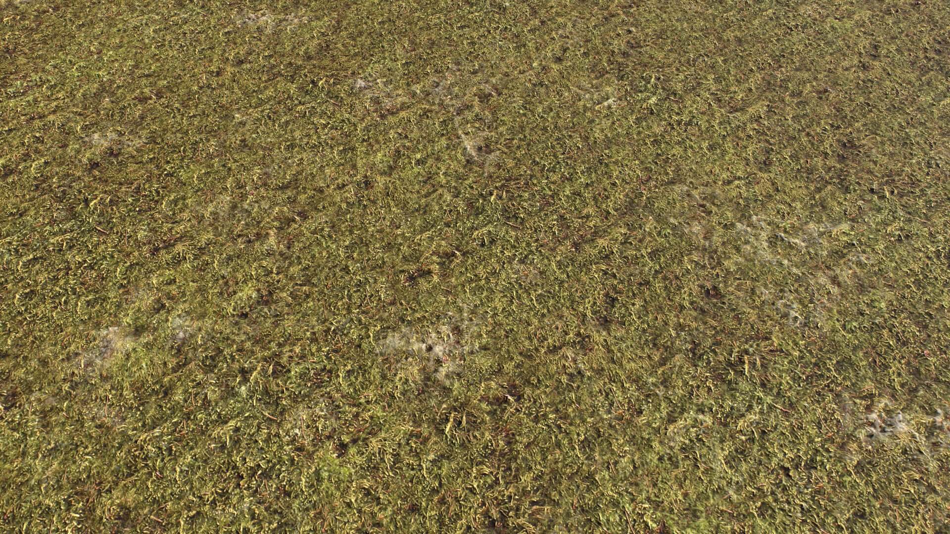 Moss Pack 1 - 3D Texture by 32cm