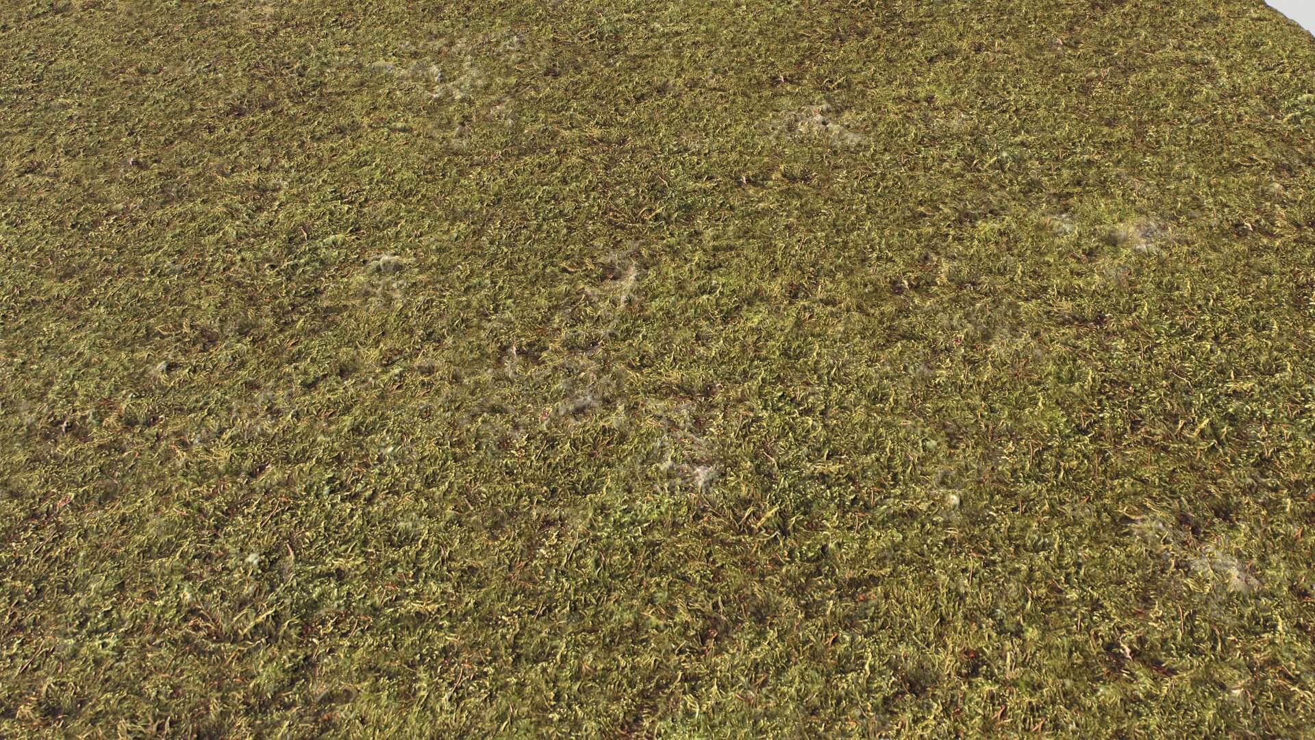 Moss Pack 1 - 3D Texture by 32cm