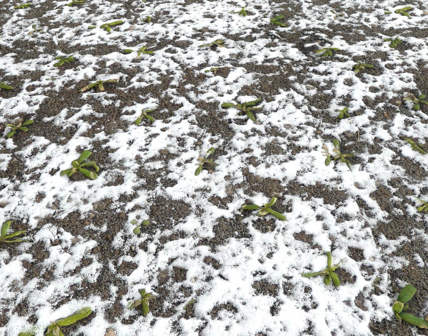 Snow Terrain PBR Pack 10 - 3D Texture by 32cm