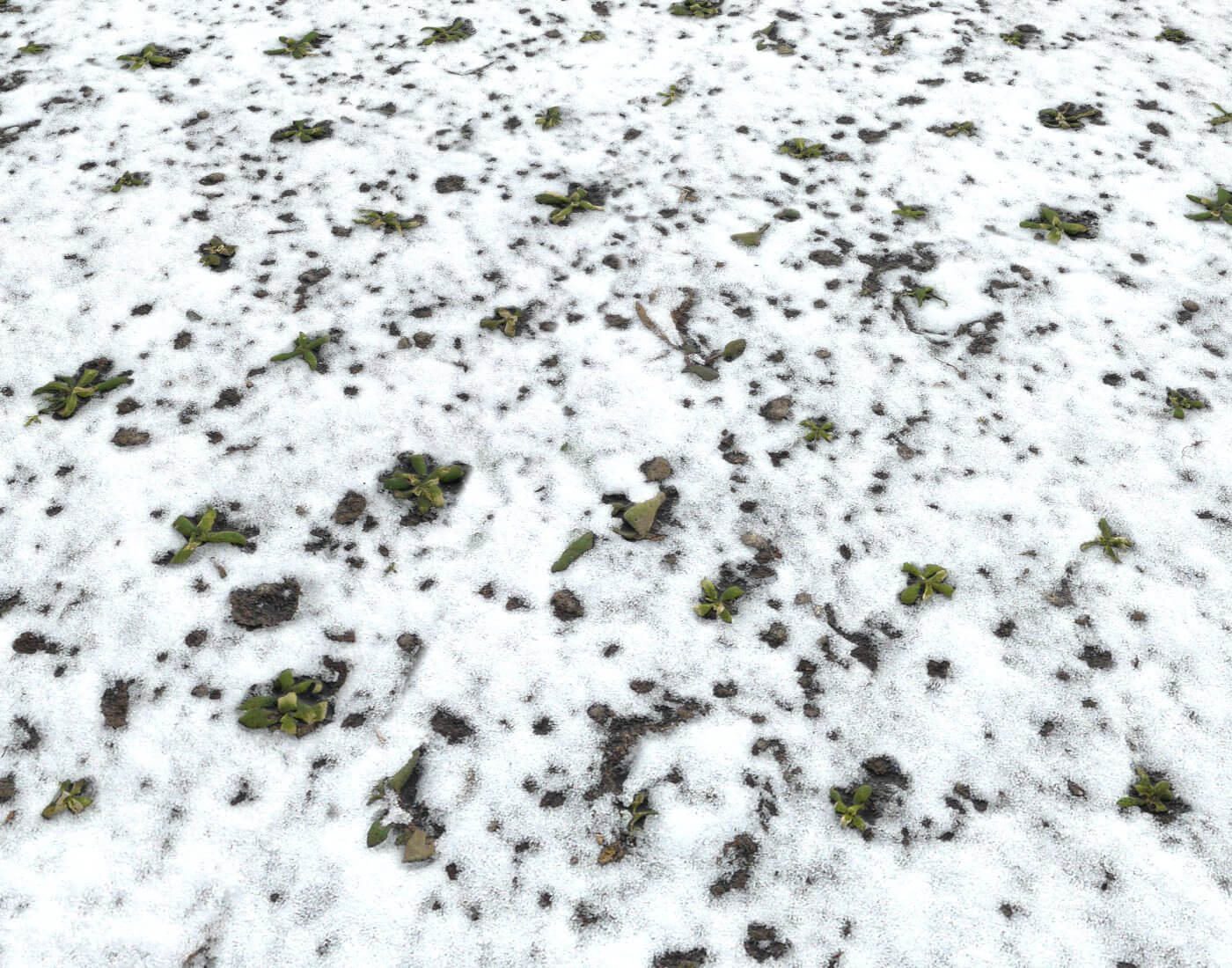 Snow Terrain PBR Pack 10 - 3D Texture by 32cm