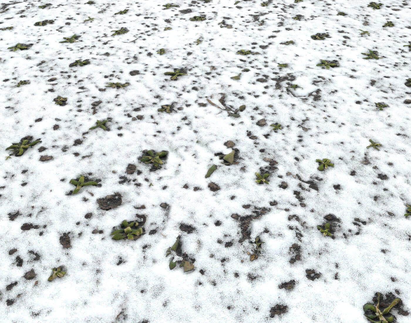 Snow Terrain PBR Pack 10 - 3D Texture by 32cm