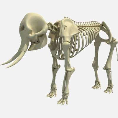 African Elephant Skeleton - 3D Model by 3D Horse