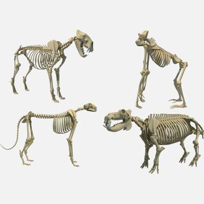 Wolf Skeleton - 3D Model by 3D Horse