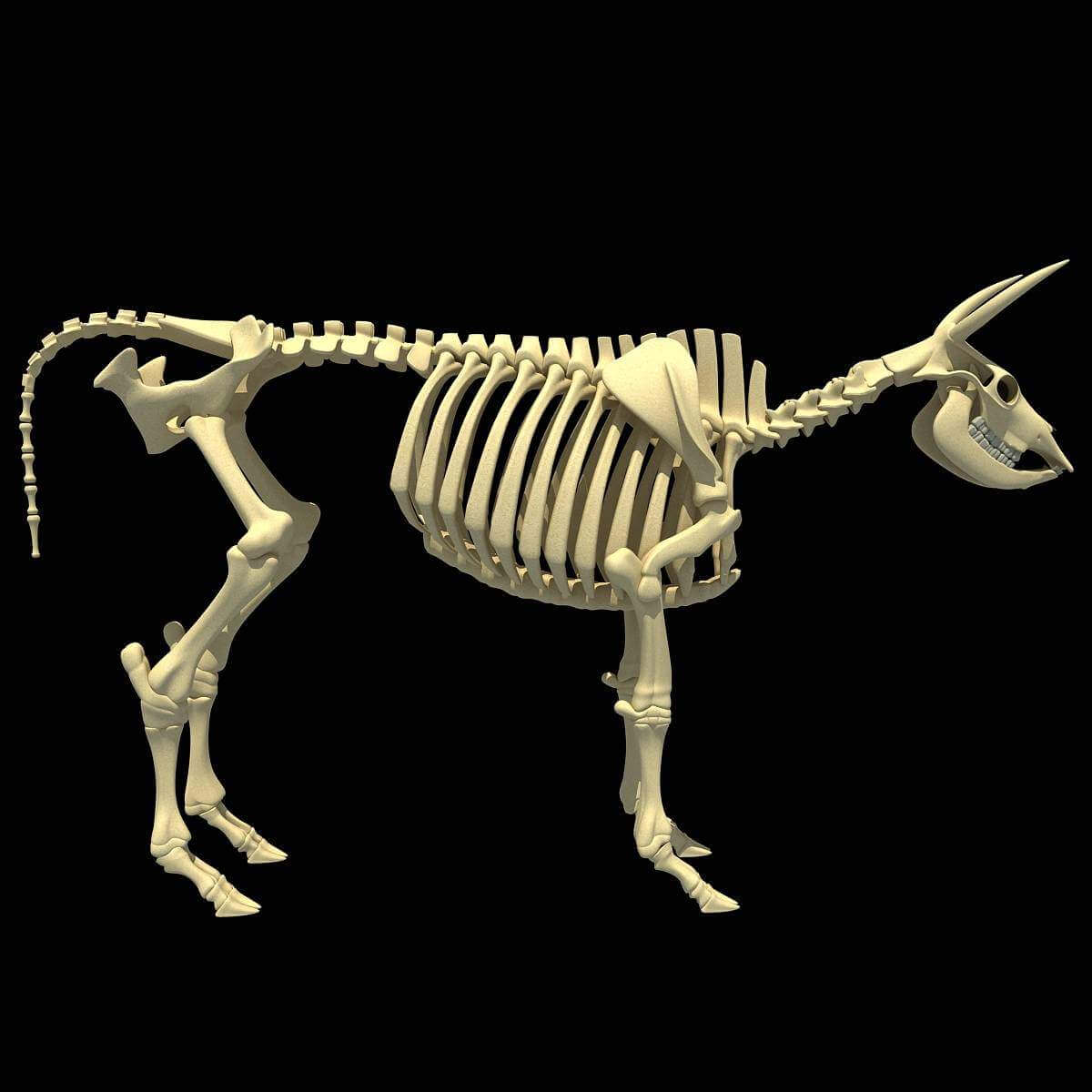 Animal Skeletons 3D Model By 3D Horse Animal Skeletons 3D Model By 3D Horse