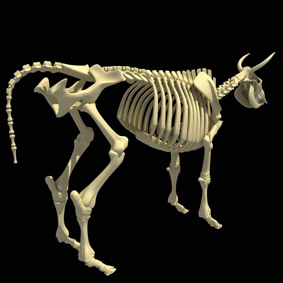 Animal Skeletons 3D Model By 3D Horse Animal Skeletons 3D Model By 3D Horse