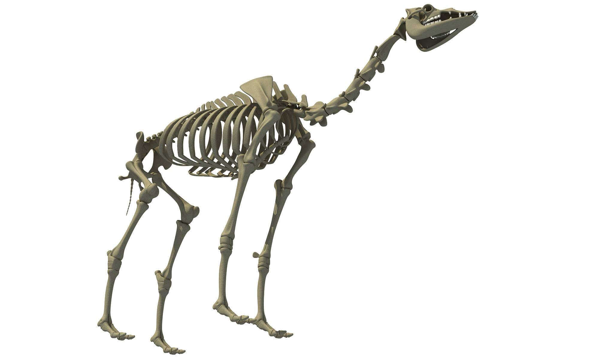 Arabian Camel Skeleton (Dromedary) - 3D Model by 3D Horse