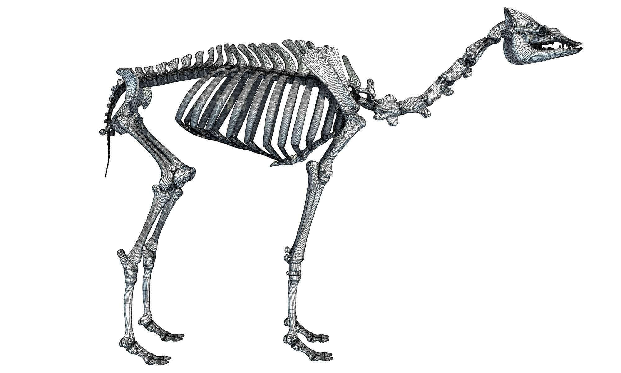 Arabian Camel Skeleton (Dromedary) - 3D Model by 3D Horse