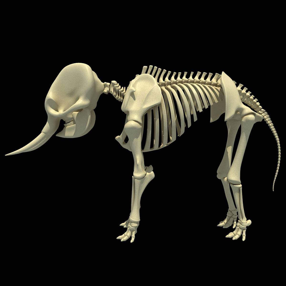Asian Elephant Skeleton - 3D Model by 3D Horse