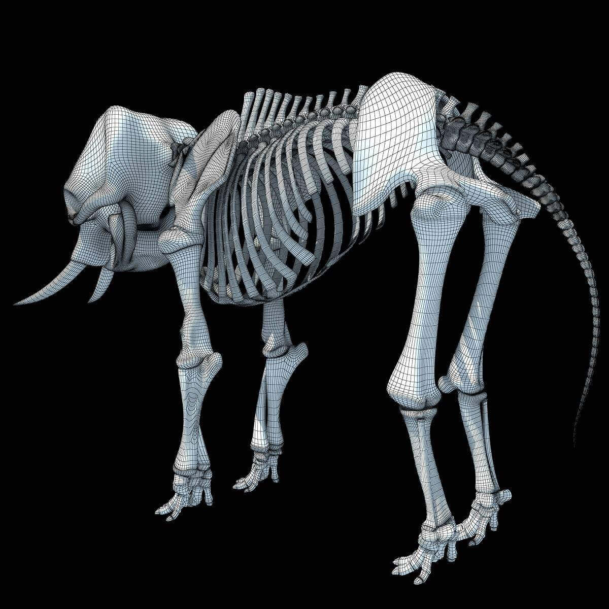 Asian Elephant Skeleton - 3D Model by 3D Horse