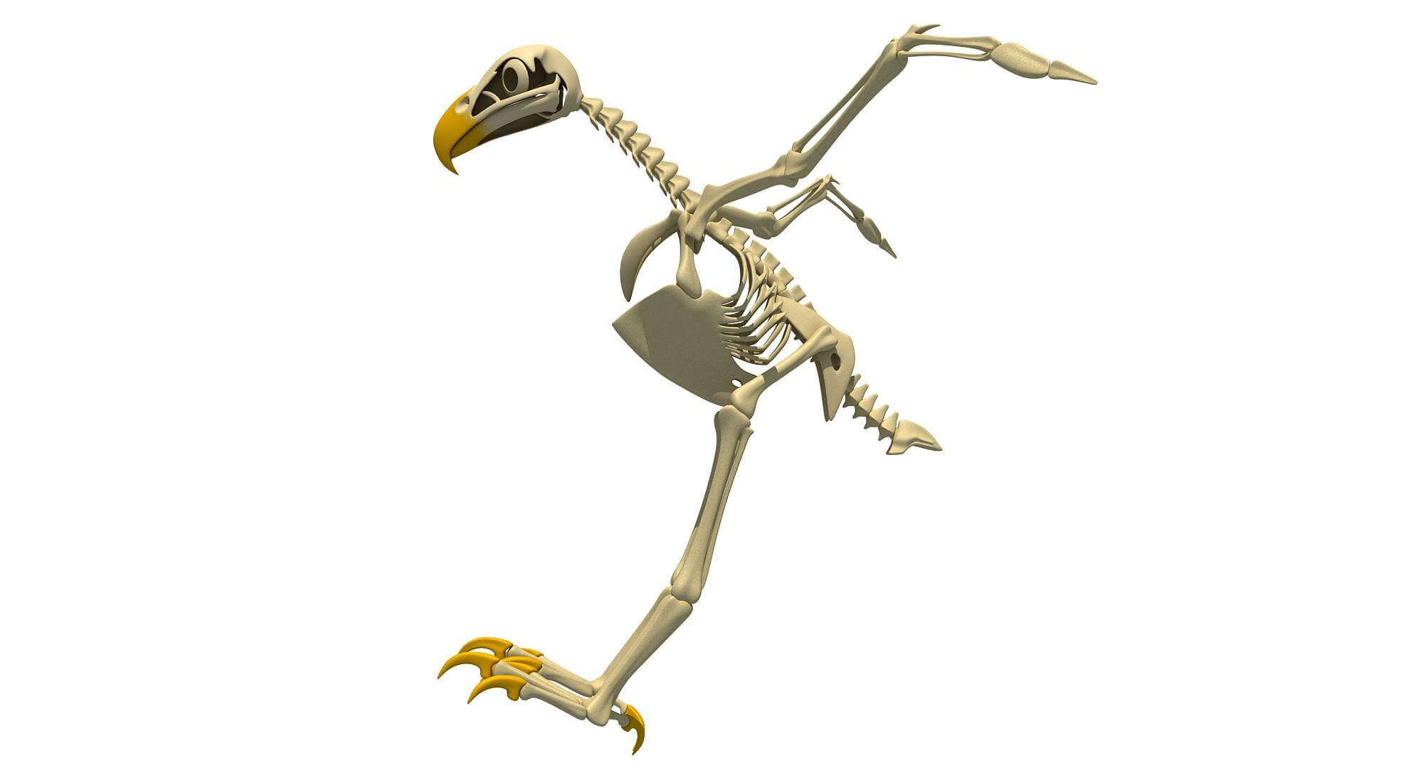 Eagle Skeleton