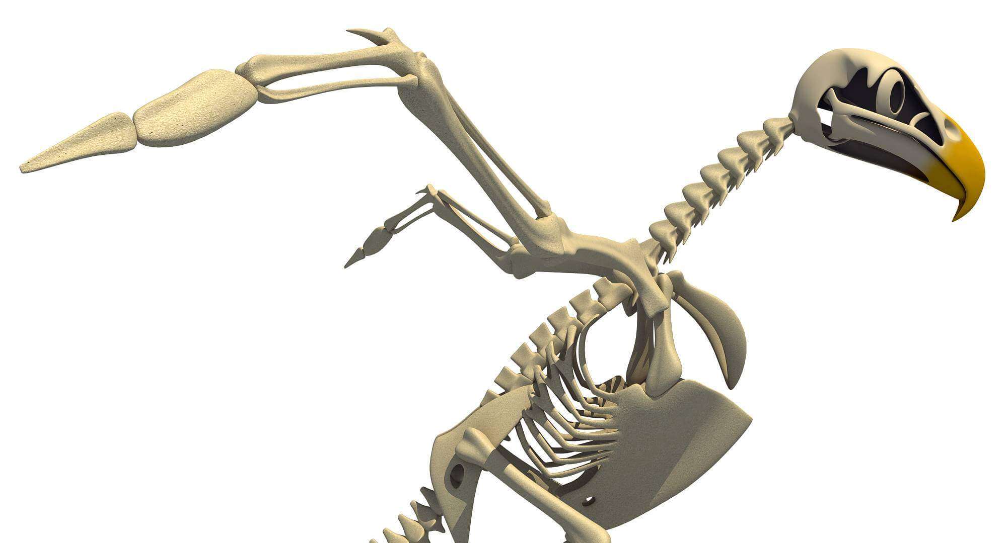 Bald Eagle Skeleton - 3D Model by 3D Horse