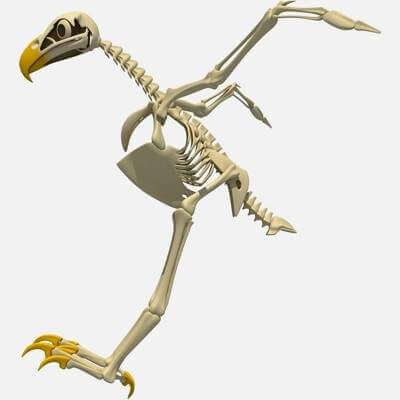 Bald Eagle Skeleton - 3D Model by 3D Horse