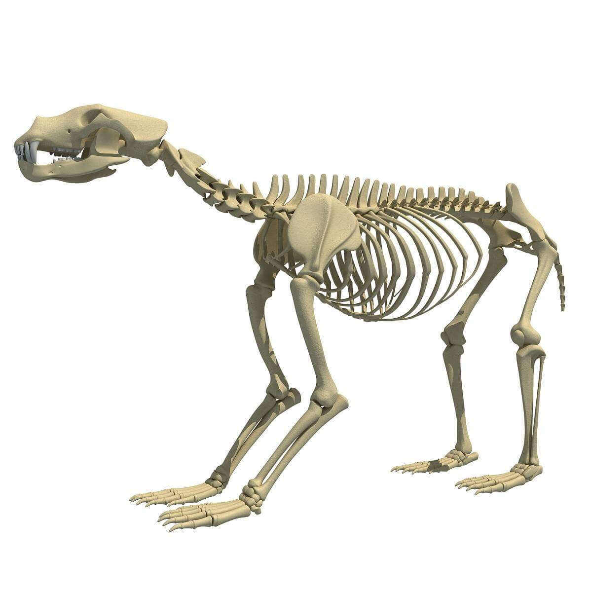 Bear Skeleton - 3D Model by 3D Horse