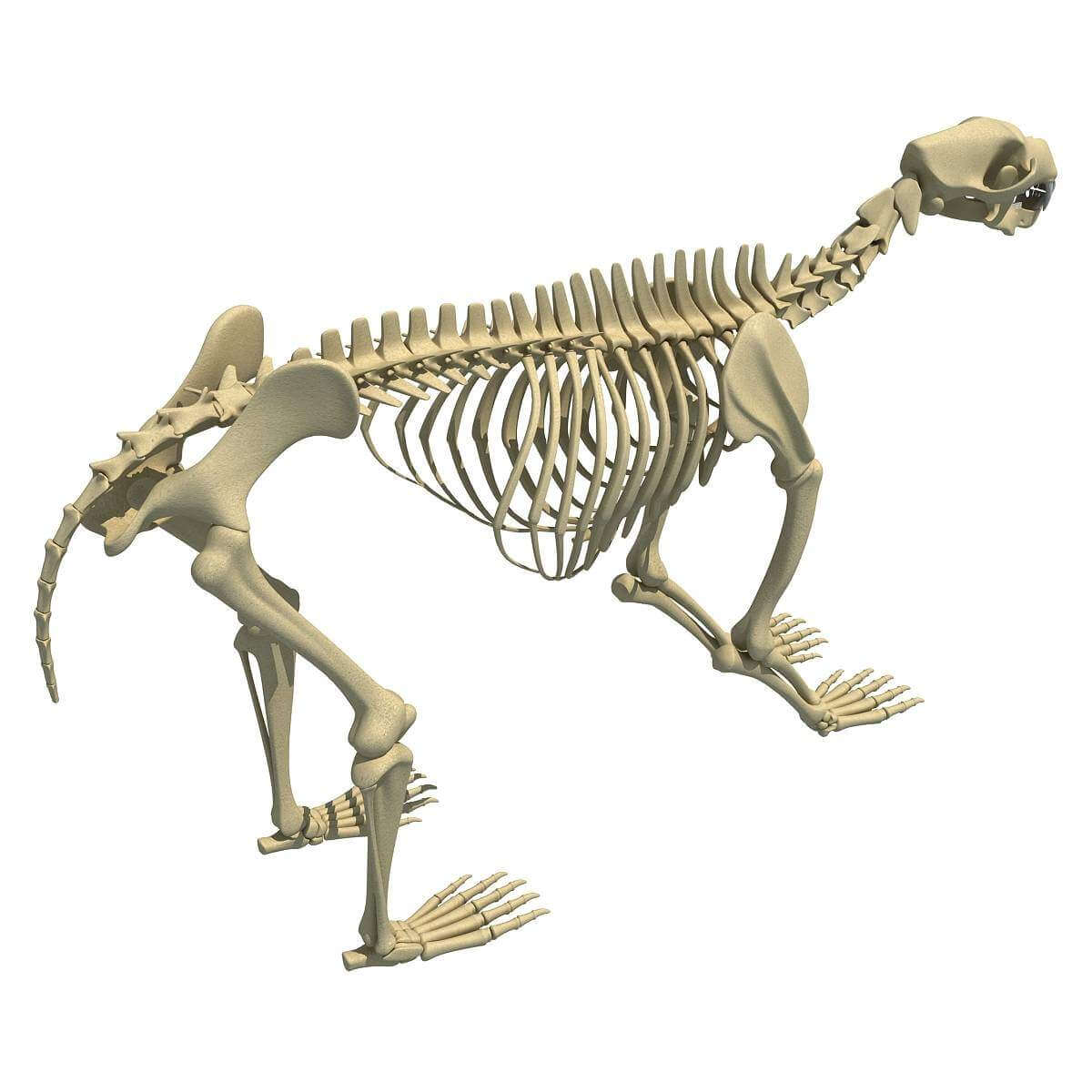 Bear Skeleton - 3D Model by 3D Horse