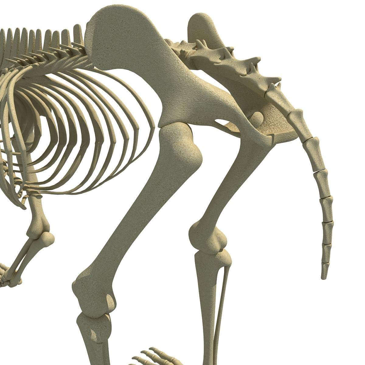 Bear Skeleton - 3D Model by 3D Horse