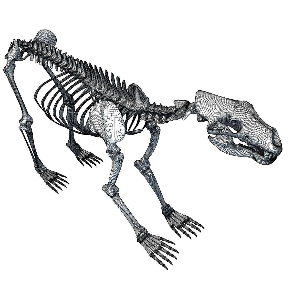 Bear Skeleton - 3D Model by 3D Horse
