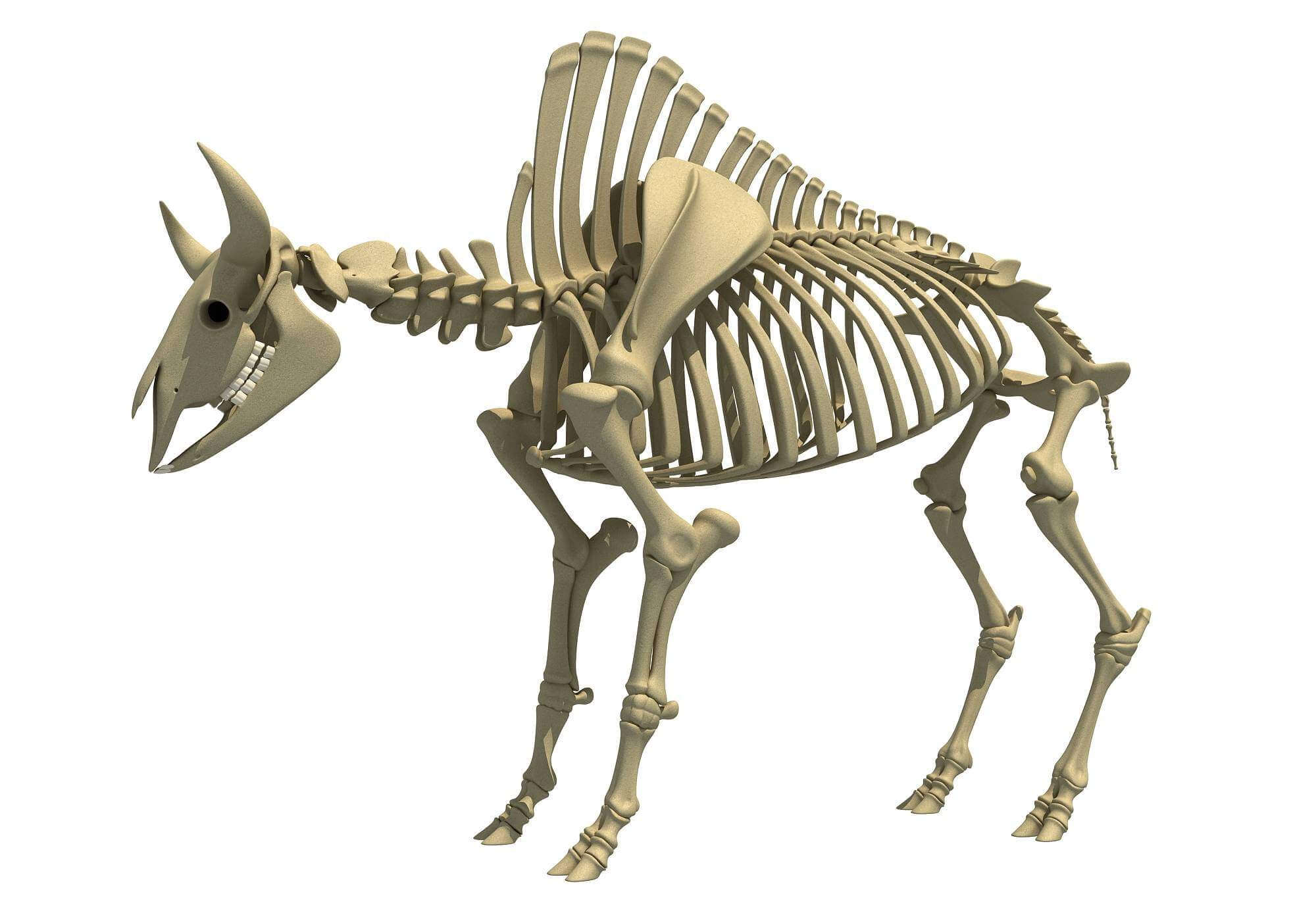 Bison Bison Skeleton