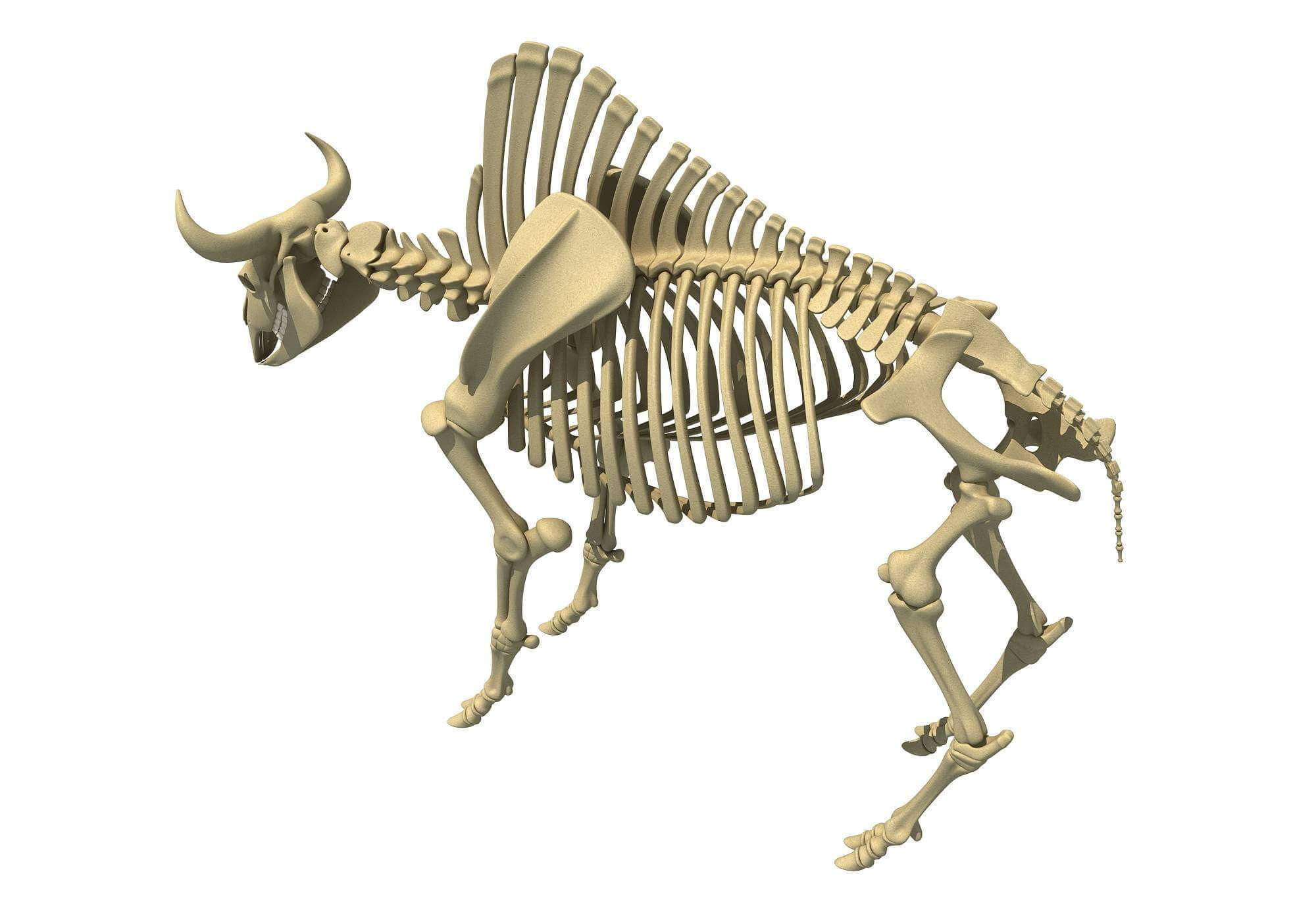 Bison Skeleton - 3D Model by 3D Horse
