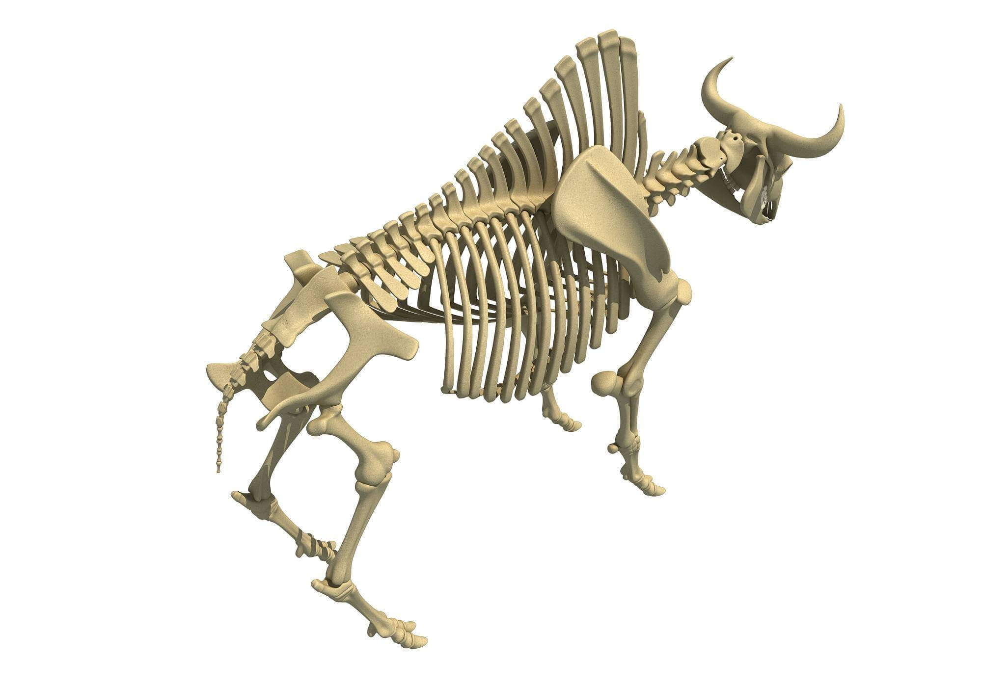 Bison Skeleton - 3D Model by 3D Horse