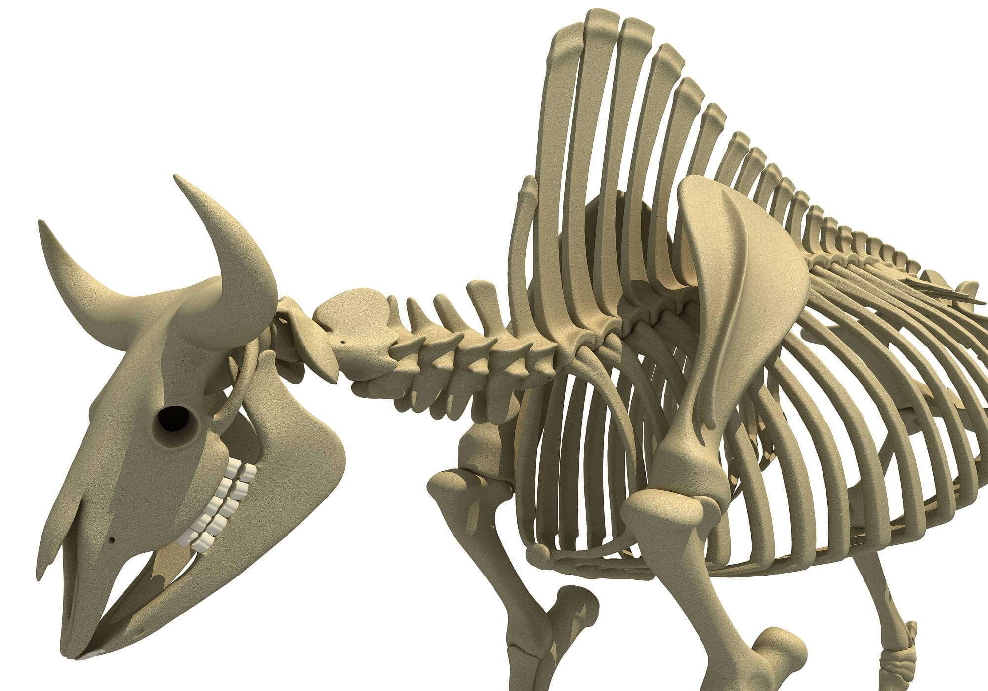 Bison Skeleton - 3D Model by 3D Horse