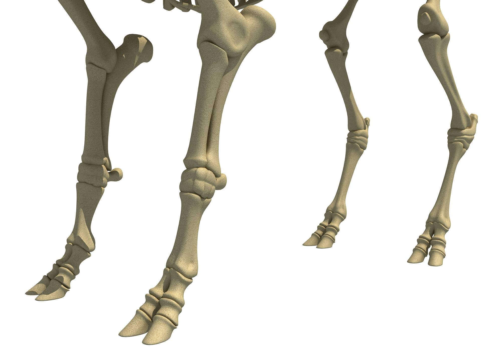 Bison Skeleton - 3D Model by 3D Horse