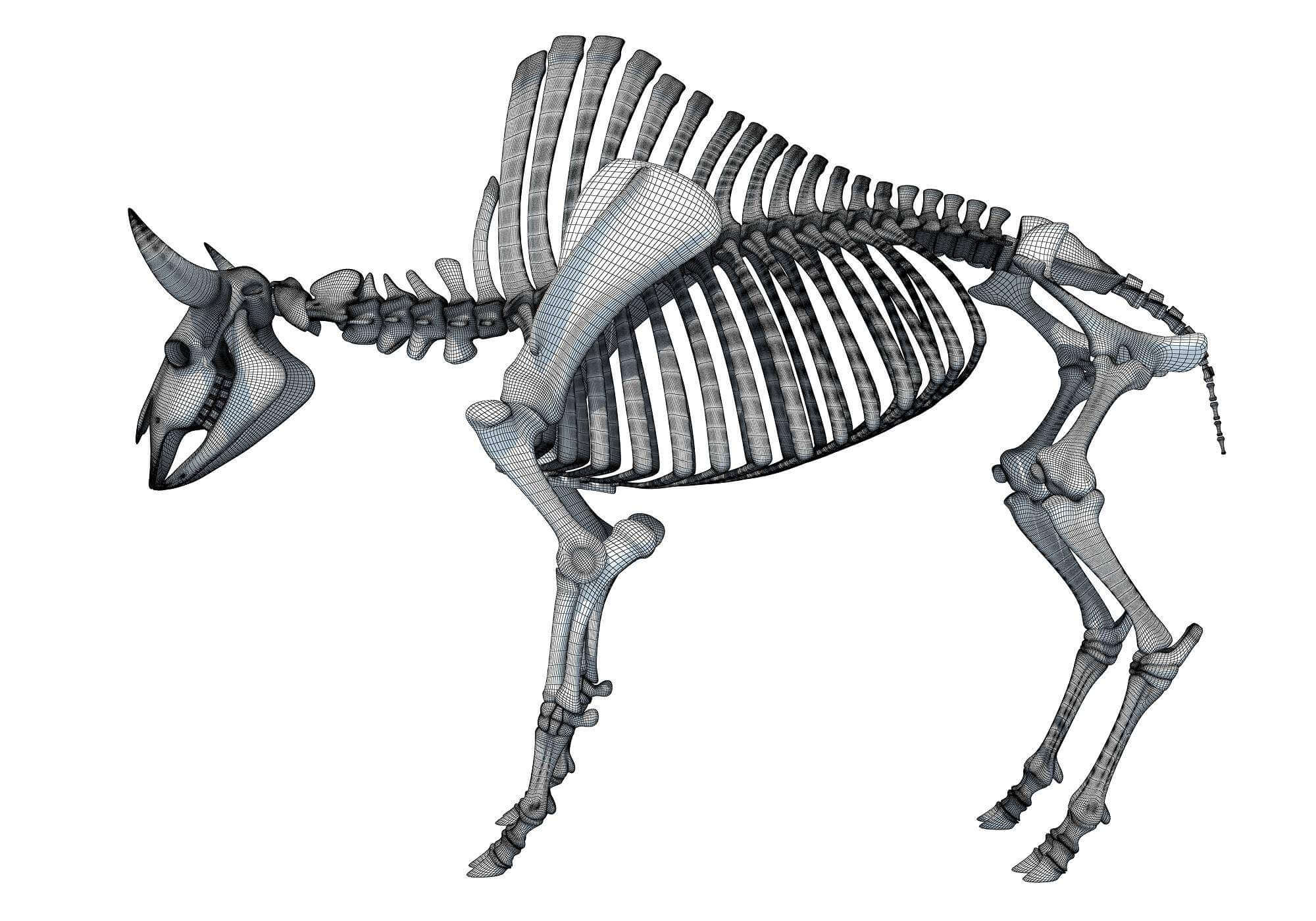 Bison Skeleton - 3D Model by 3D Horse
