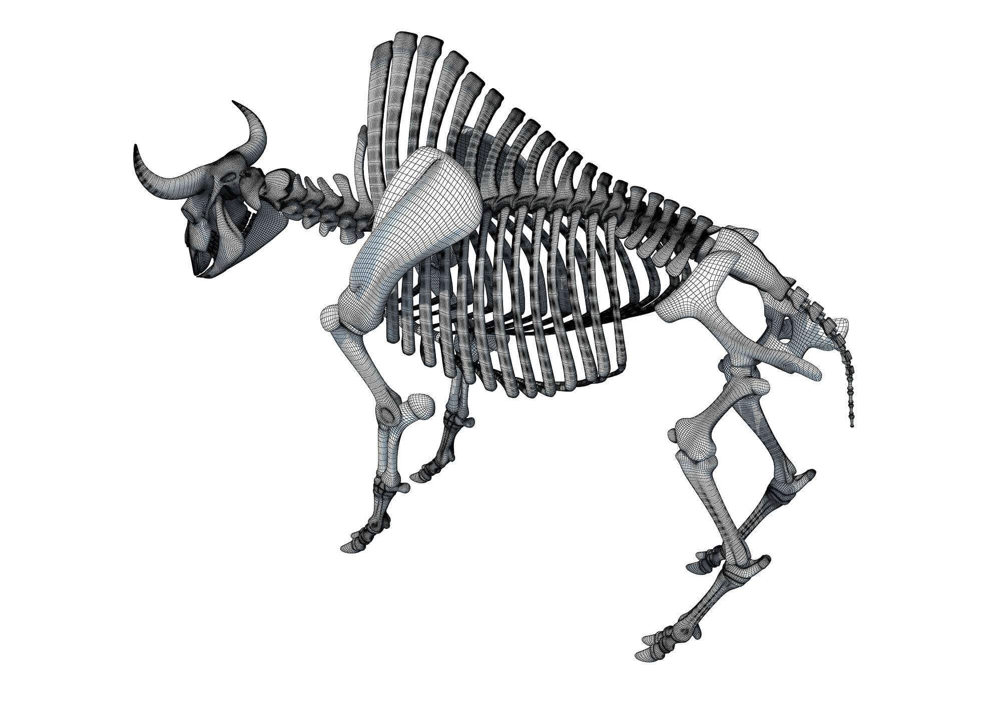 Bison Skeleton - 3D Model by 3D Horse
