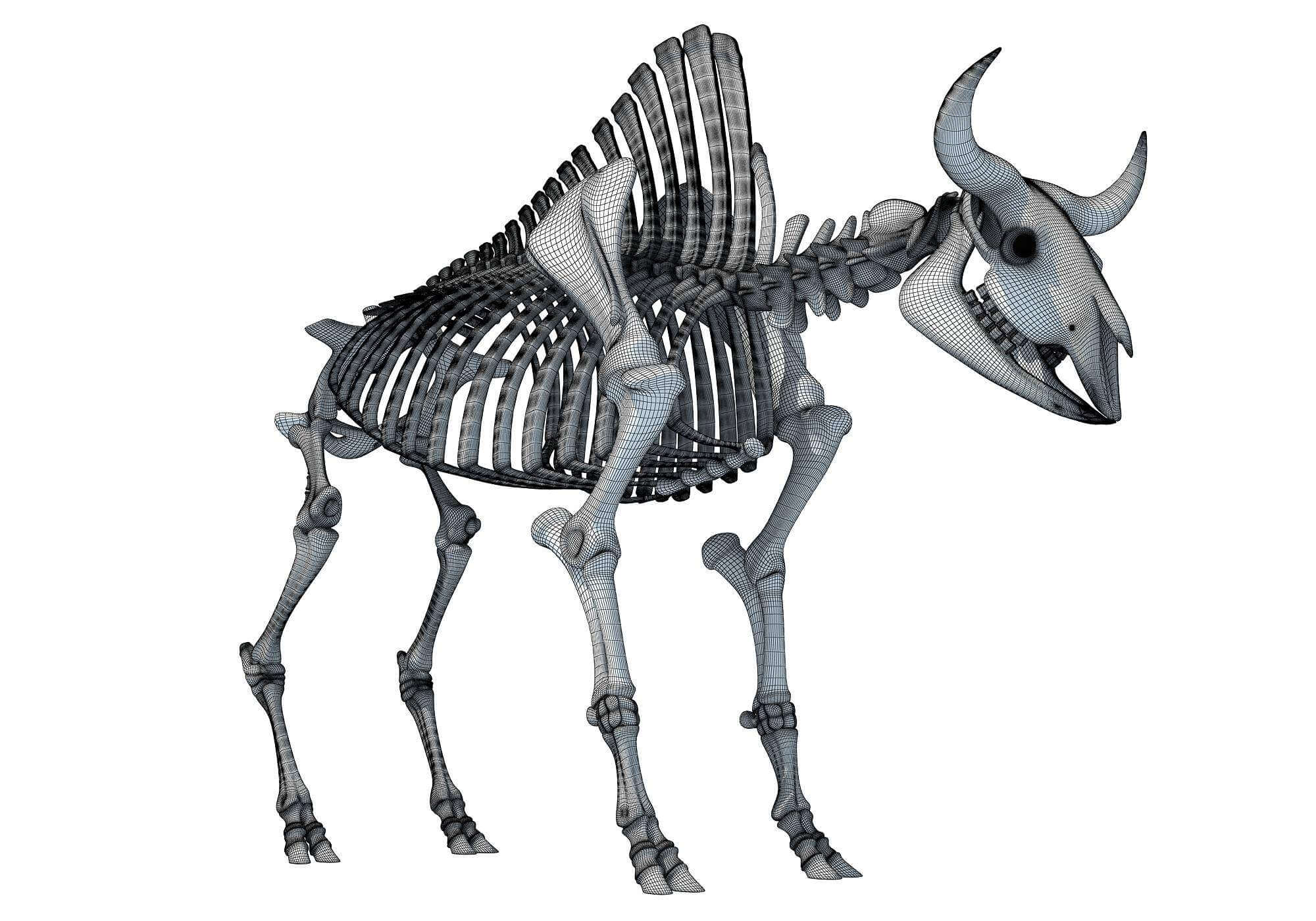Bison Skeleton - 3D Model by 3D Horse