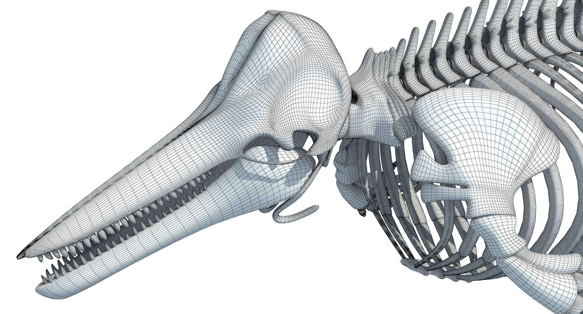 Blue Whale Skeleton and Dolphin Skeleton - 3D Model by 3D Horse
