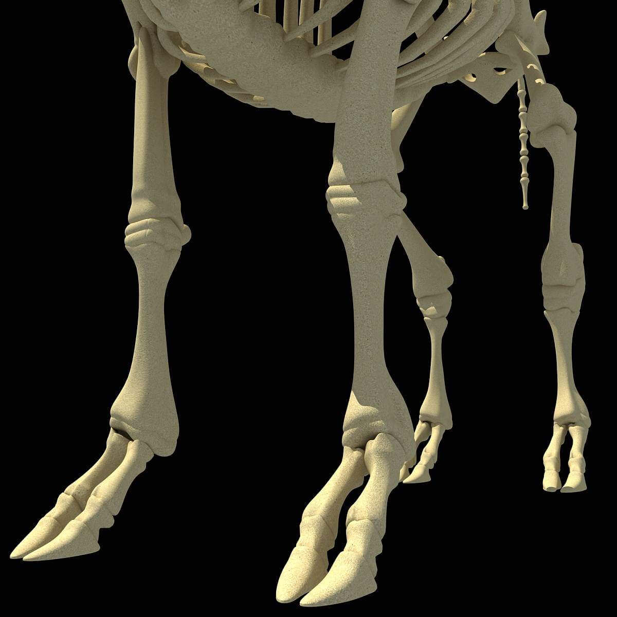Cow Skeleton - 3D Model by 3D Horse