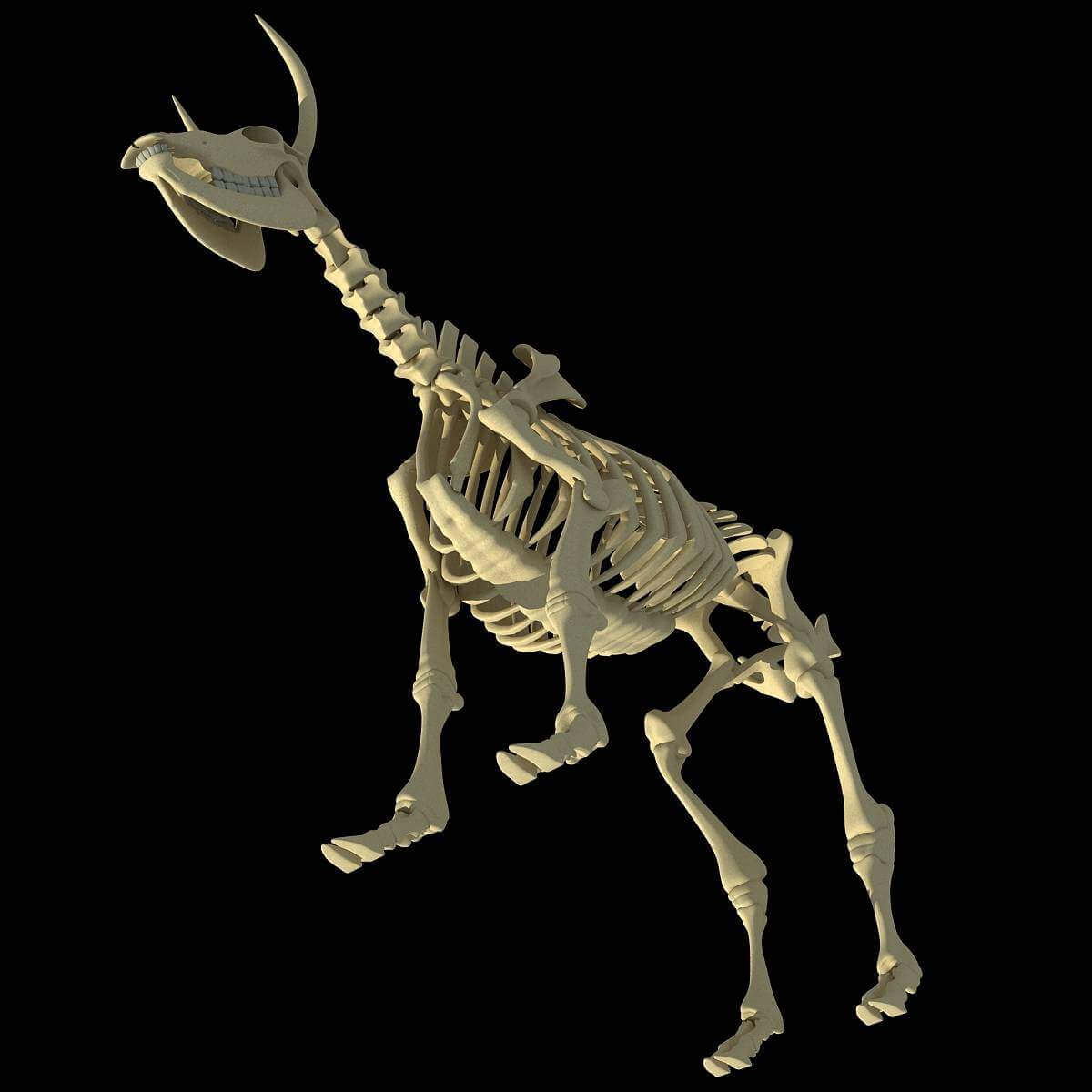 Cow Skeleton - 3D Model by 3D Horse