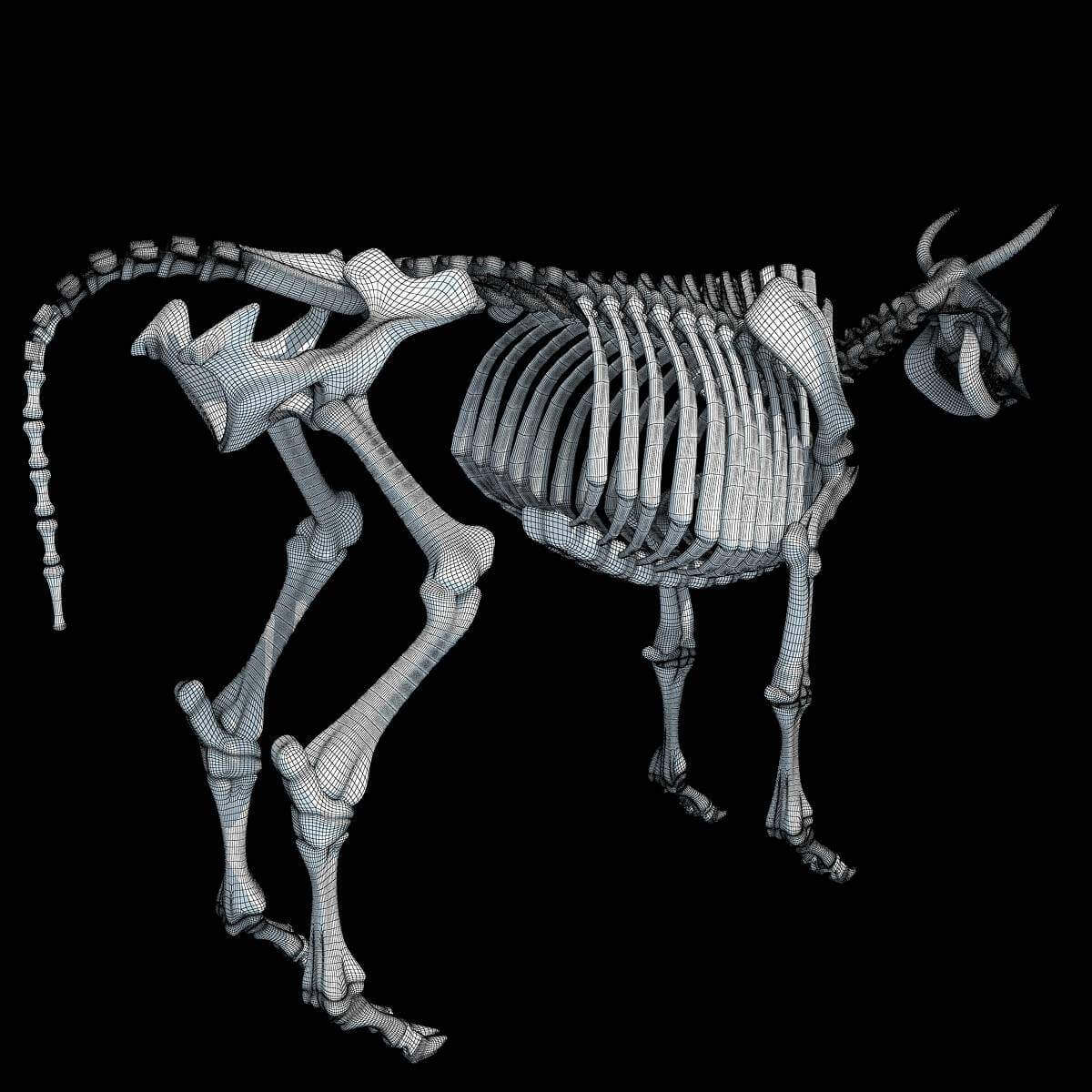 Cow Skeleton - 3D Model by 3D Horse