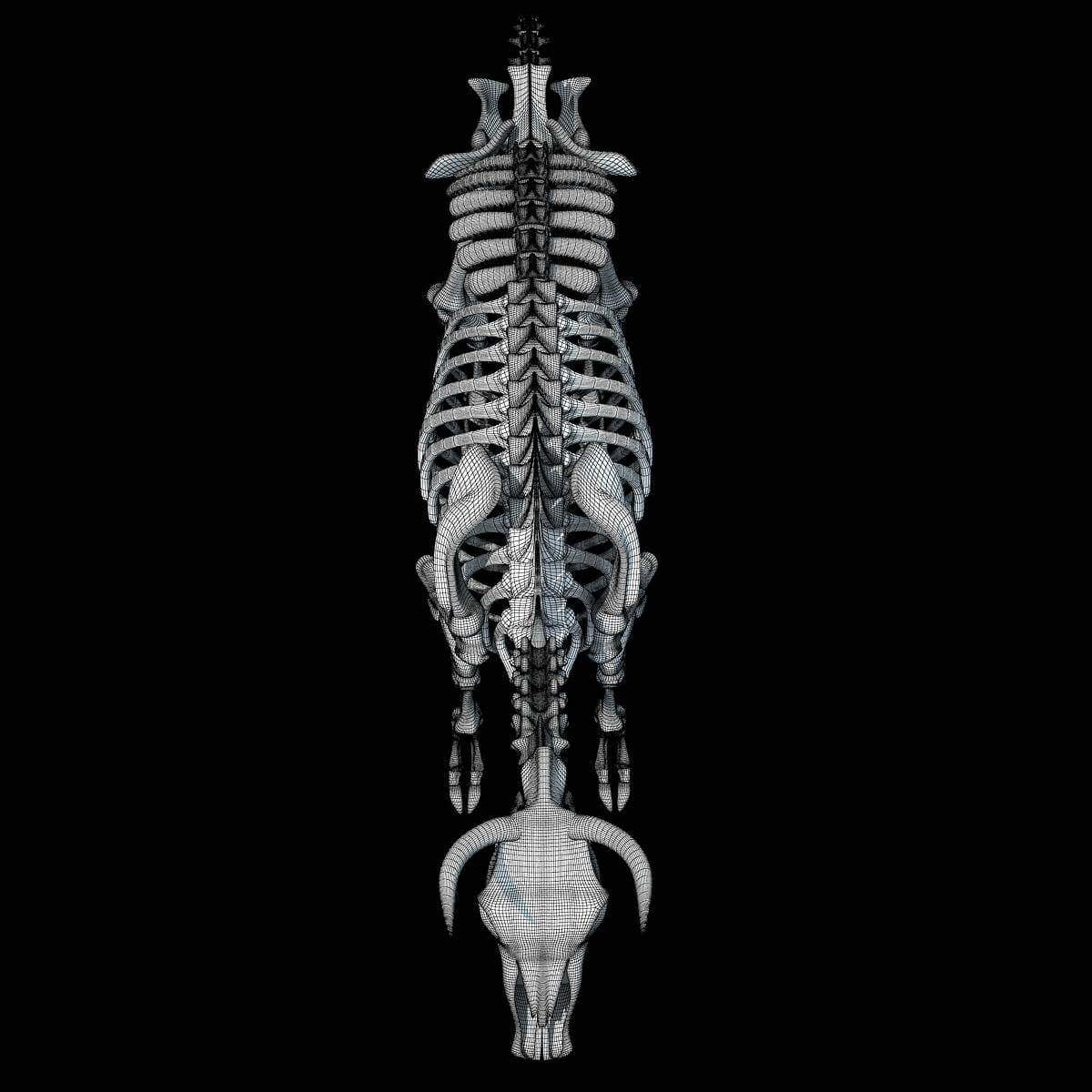 Cow Skeleton - 3D Model by 3D Horse