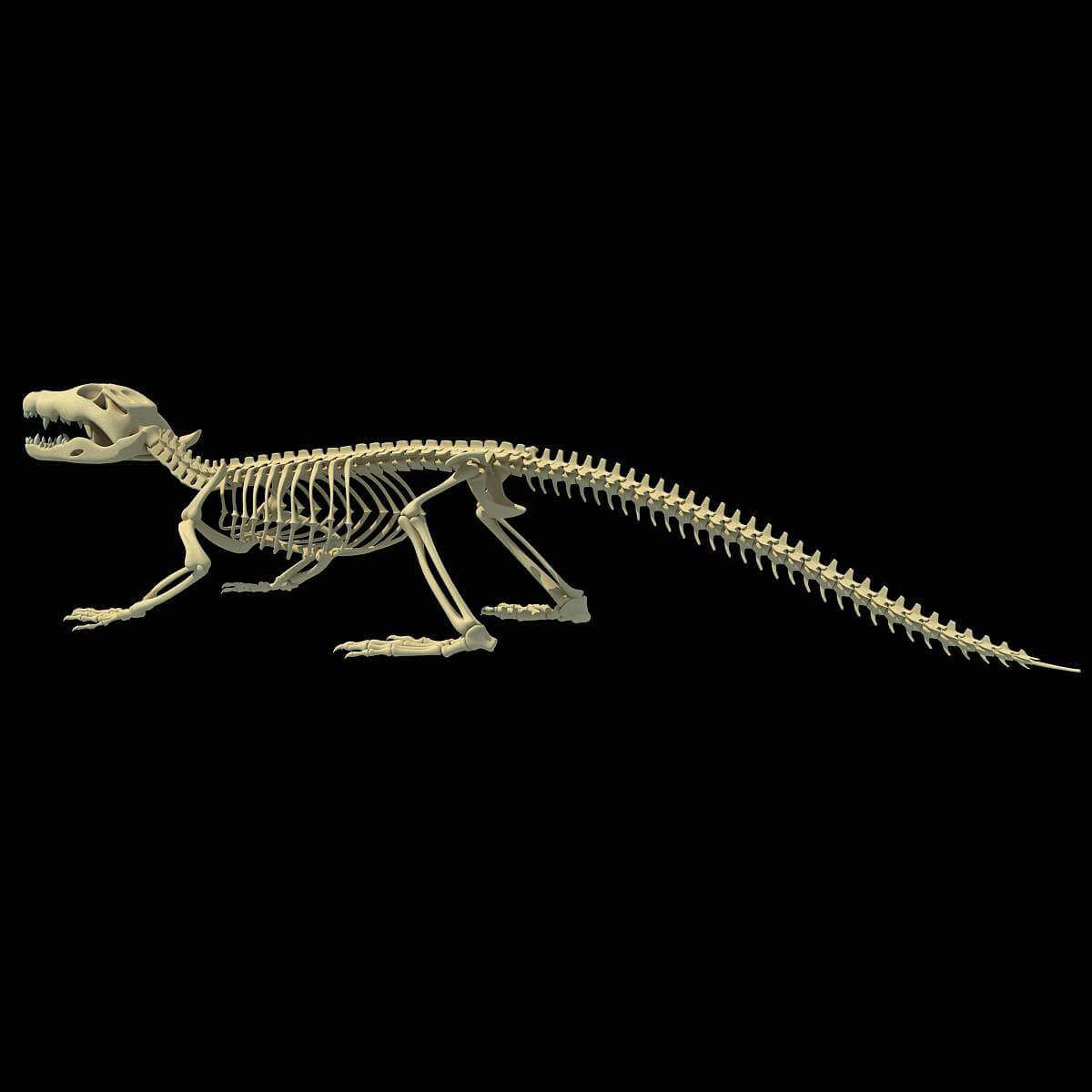 Crocodile Skeleton - 3D Model by 3D Horse