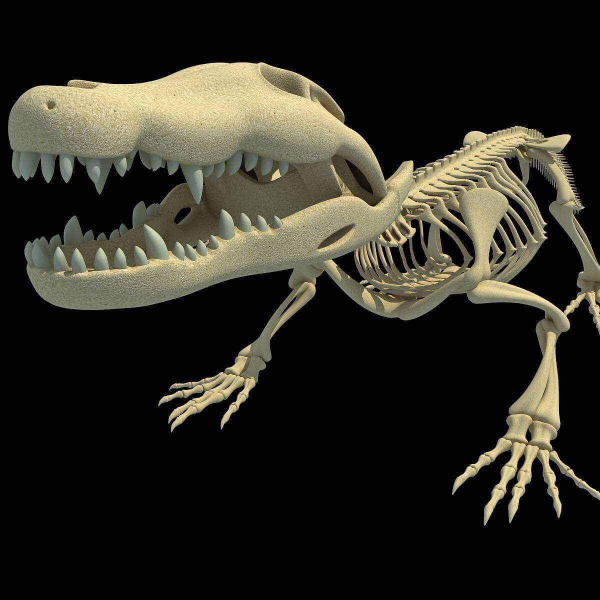 Crocodile Skeleton - 3D Model by 3D Horse
