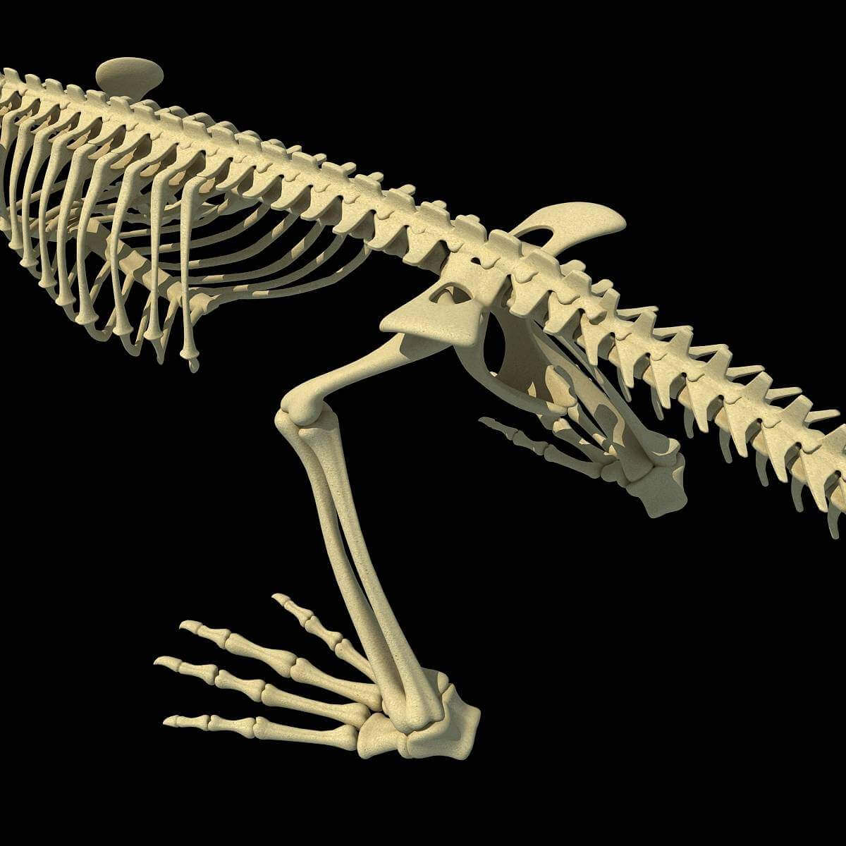 Crocodile Skeleton - 3D Model by 3D Horse