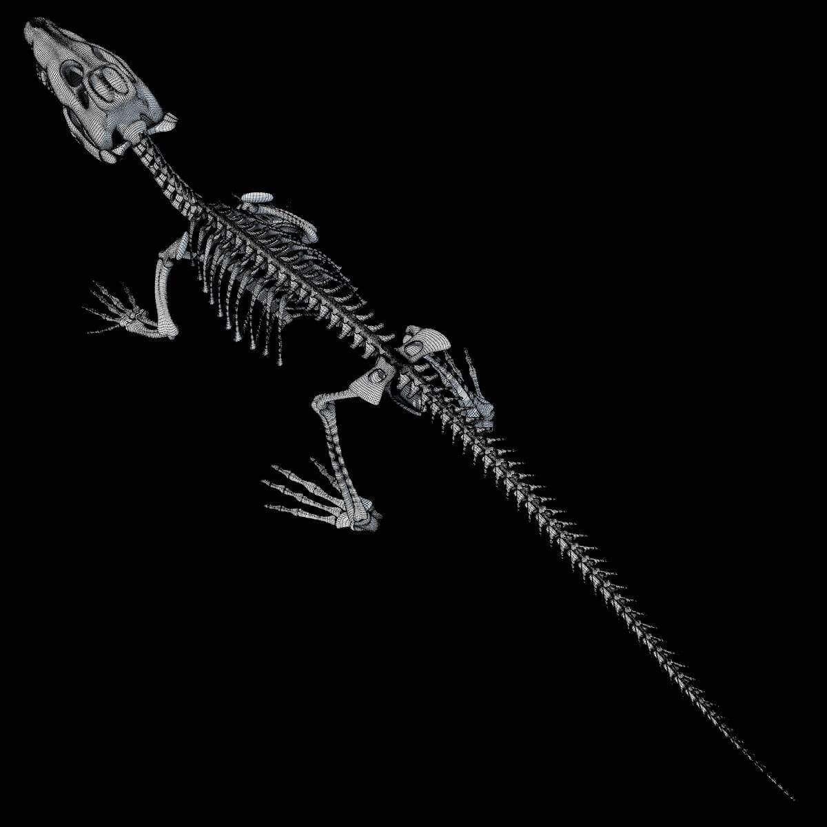 Crocodile Skeleton - 3D Model by 3D Horse