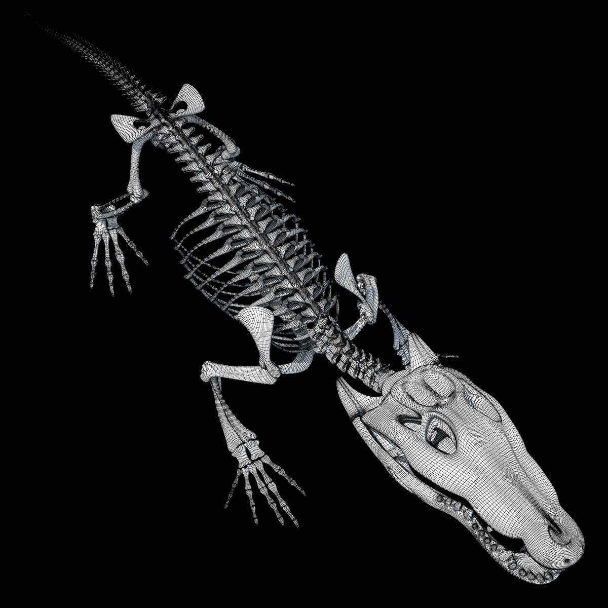 Crocodile Skeleton - 3D Model by 3D Horse